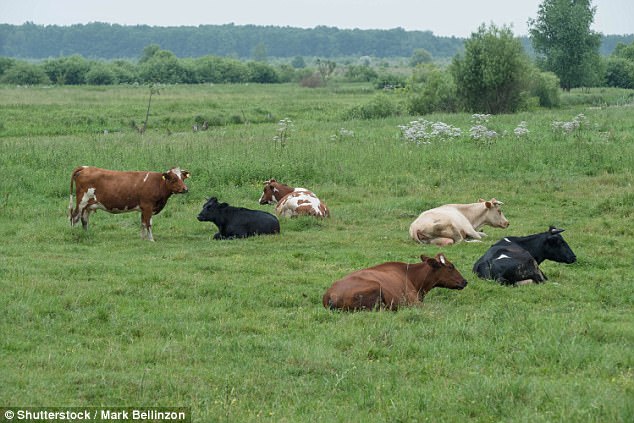 Six cows killed on prison farm, later butchered for beef by inmates ...