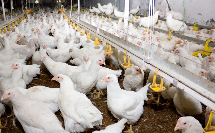 NIA moves to establish a new broiler chicken industry, offering ...