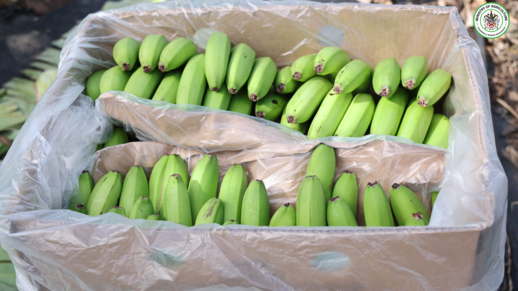 Department Of Agriculture Strengthens Banana Industry with Processing ...